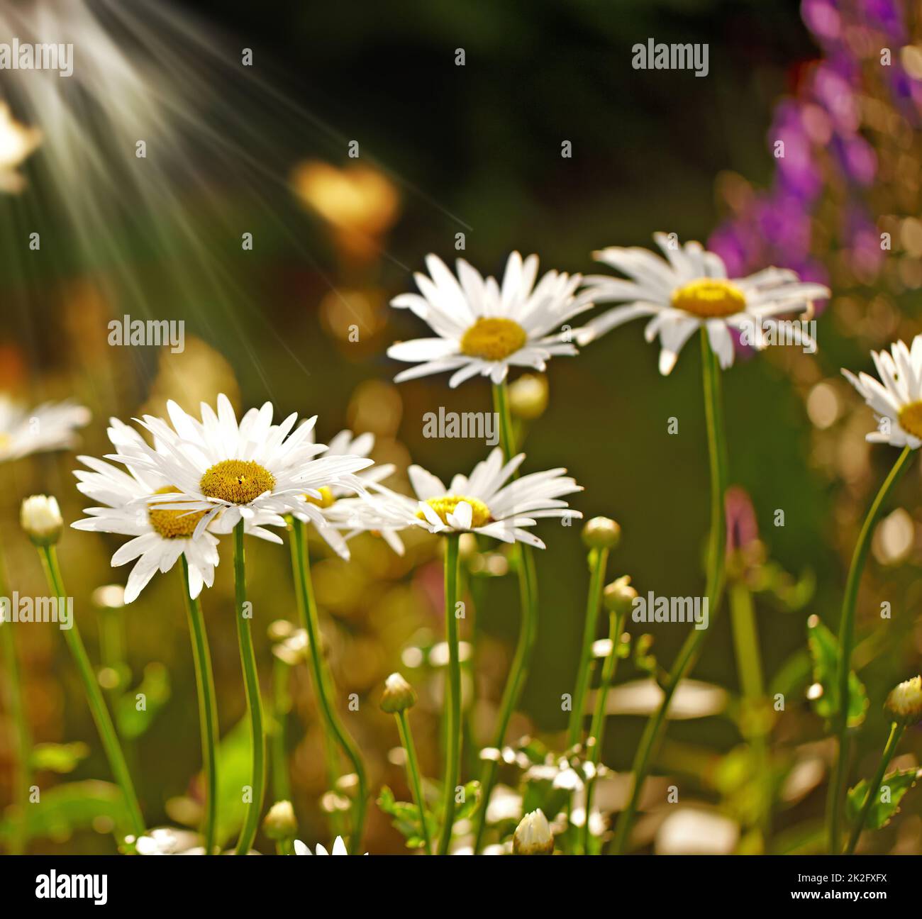 Real flower photo hi-res stock photography and images - Alamy