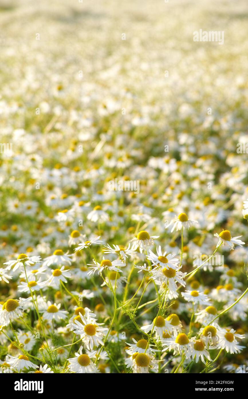 Pretty daisies in the soft sunshine. A field of white flowers in bloom ...