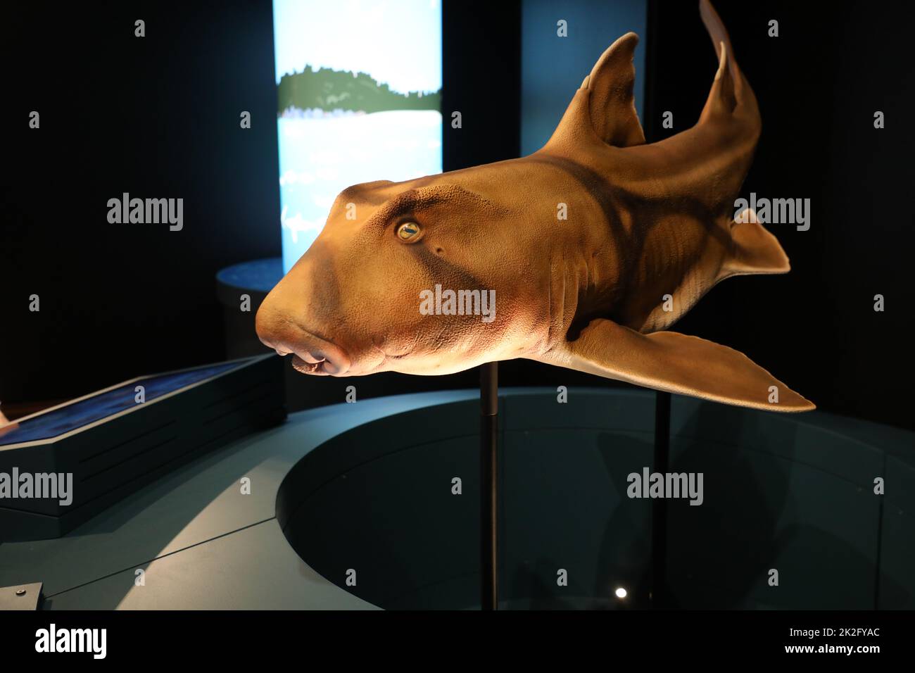 Sydney, Australia. 23rd September 2022. Sharks, a new blockbuster ...