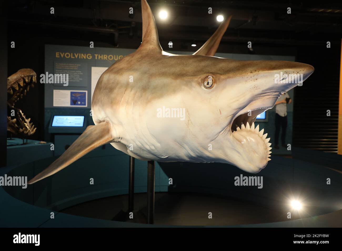 Helicoprion shark hi-res stock photography and images - Alamy