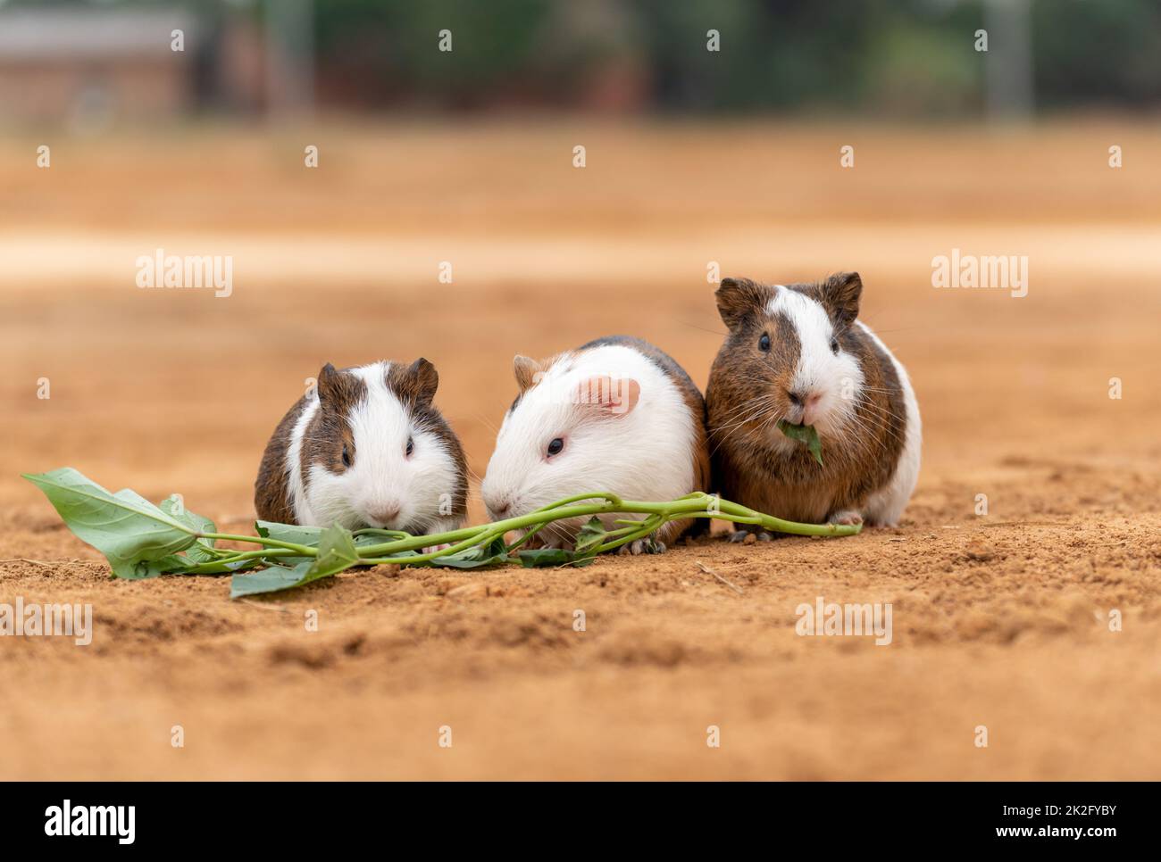 Three lovely guinea pigs in the outdoor space Stock Photo - Alamy