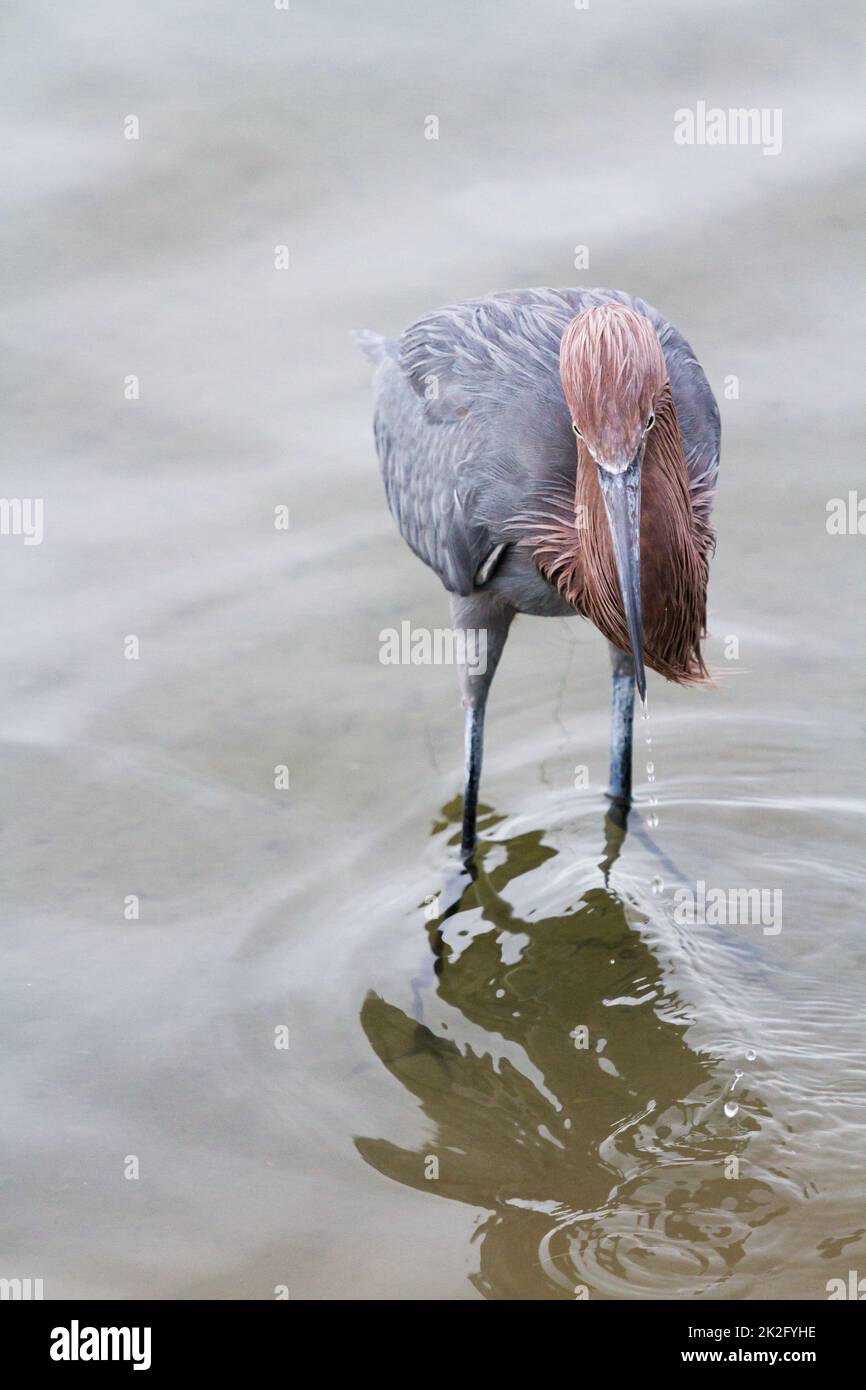 Raddish animals hi-res stock photography and images - Alamy