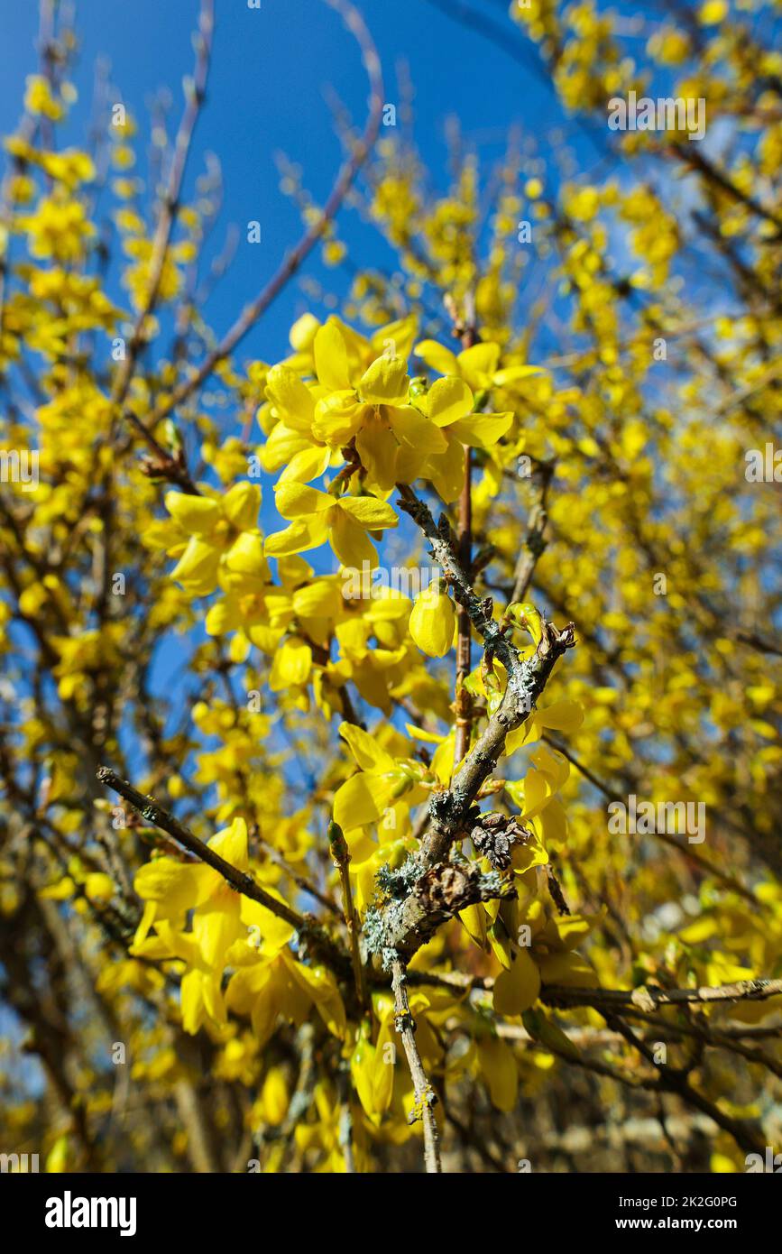 Landscape forsythia hi-res stock photography and images - Alamy
