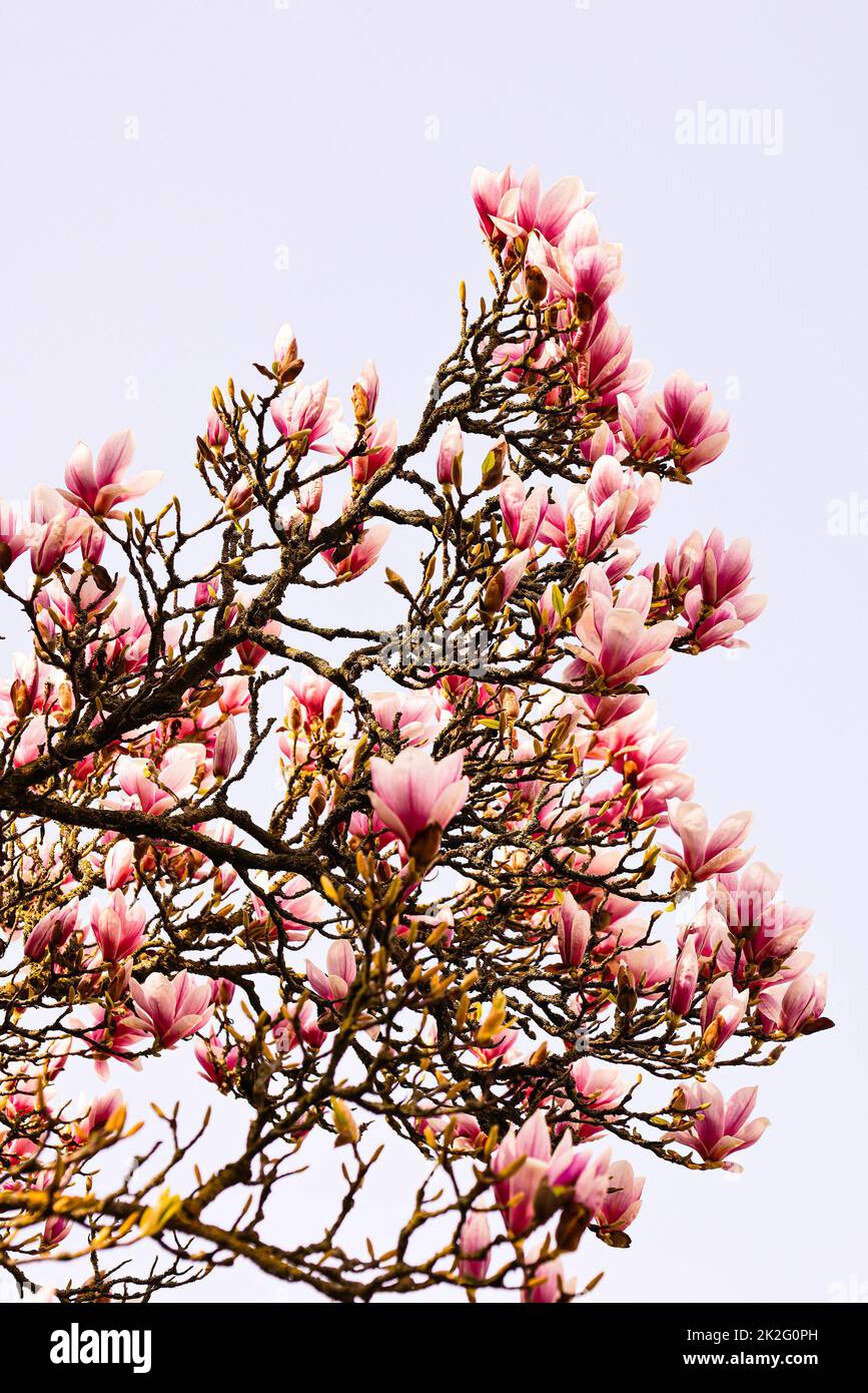 Rose pink magnolia flower hi-res stock photography and images - Alamy