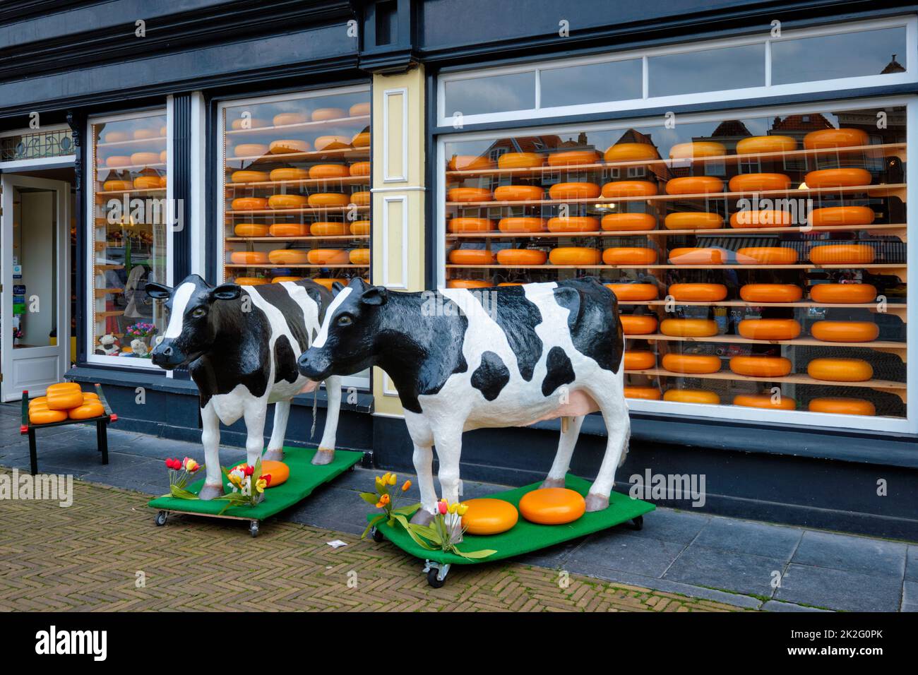 Cheese shop with heads of cheese in shop window and cow statues in ...