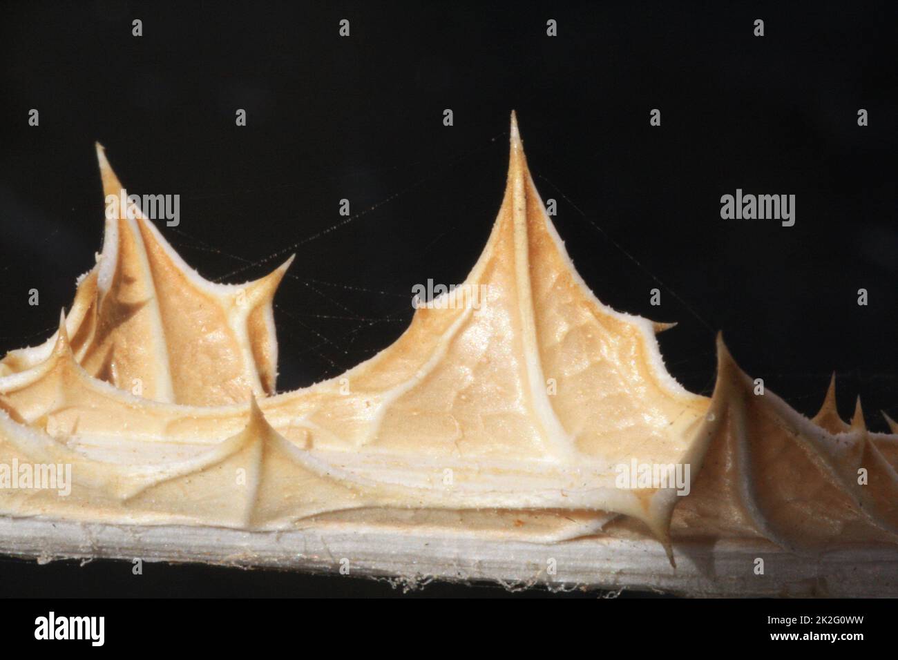 blessed milk thistle Stock Photo - Alamy