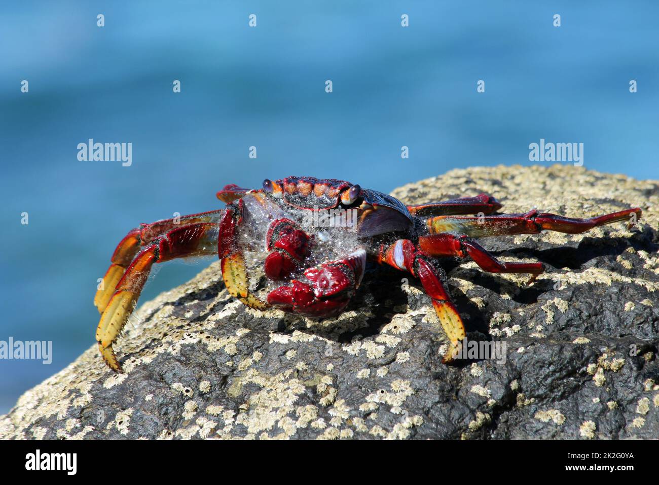red rock crab Stock Photo - Alamy