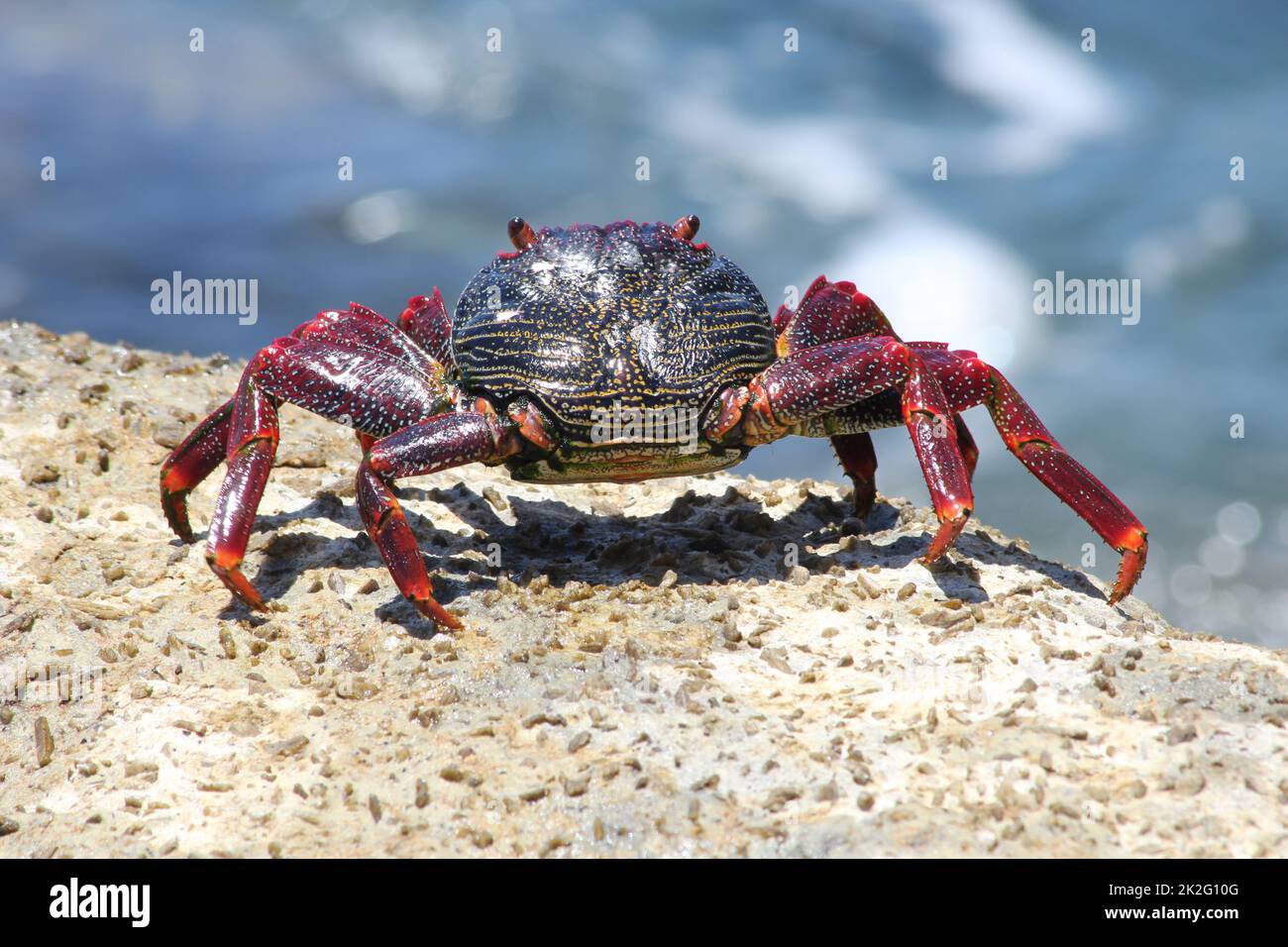 red rock crab Stock Photo - Alamy
