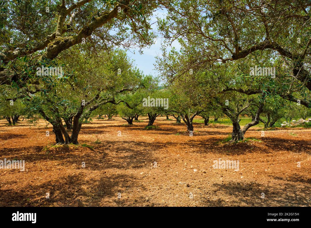 Olive trees Olea europaea in Crete, Greece for olive oil production ...