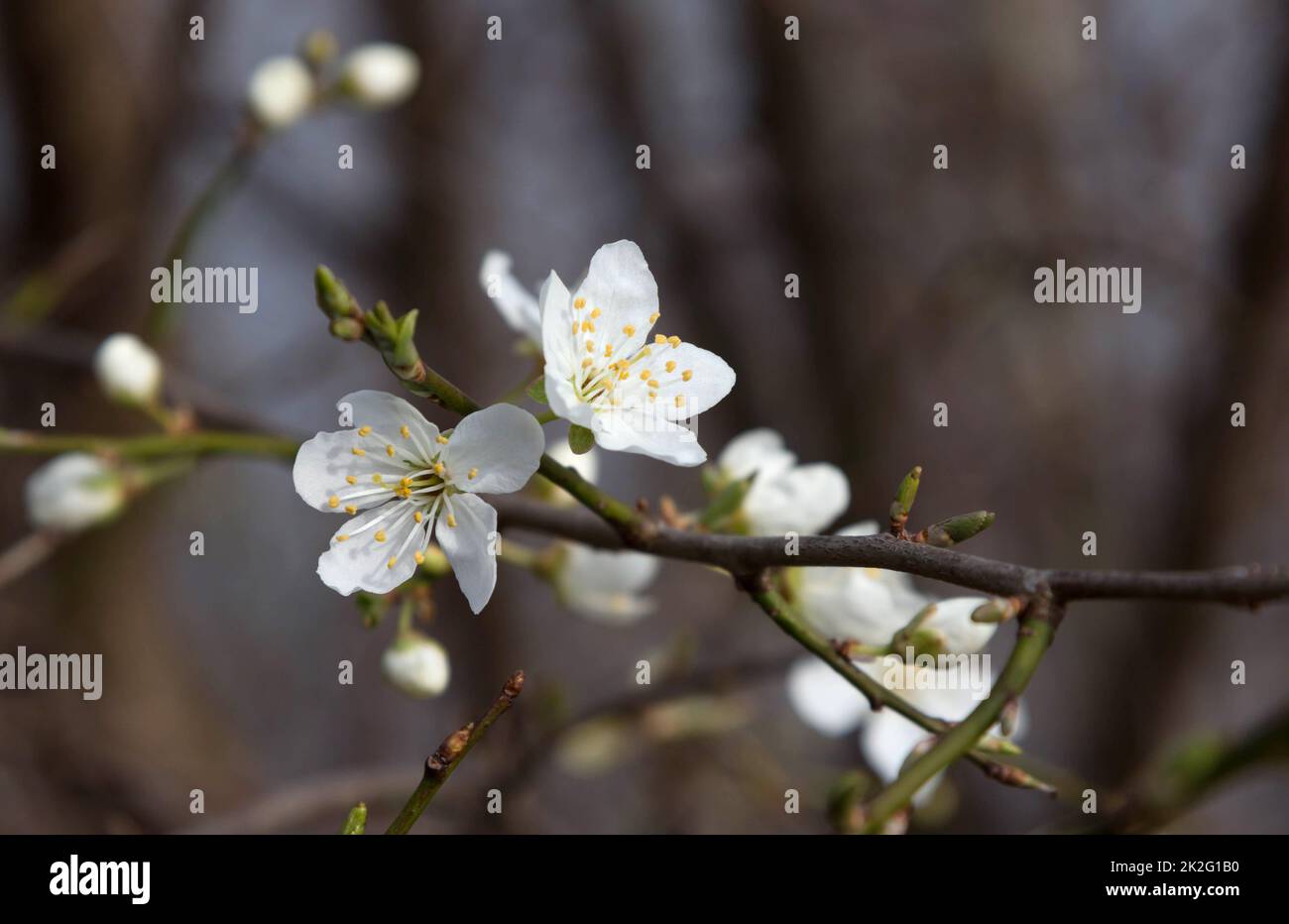 Cherry blossom in spring Stock Photo - Alamy