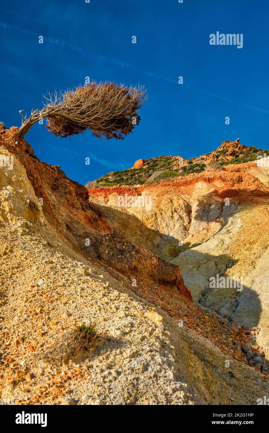Tree on hill slope. Milos island, Greece Stock Photo - Alamy