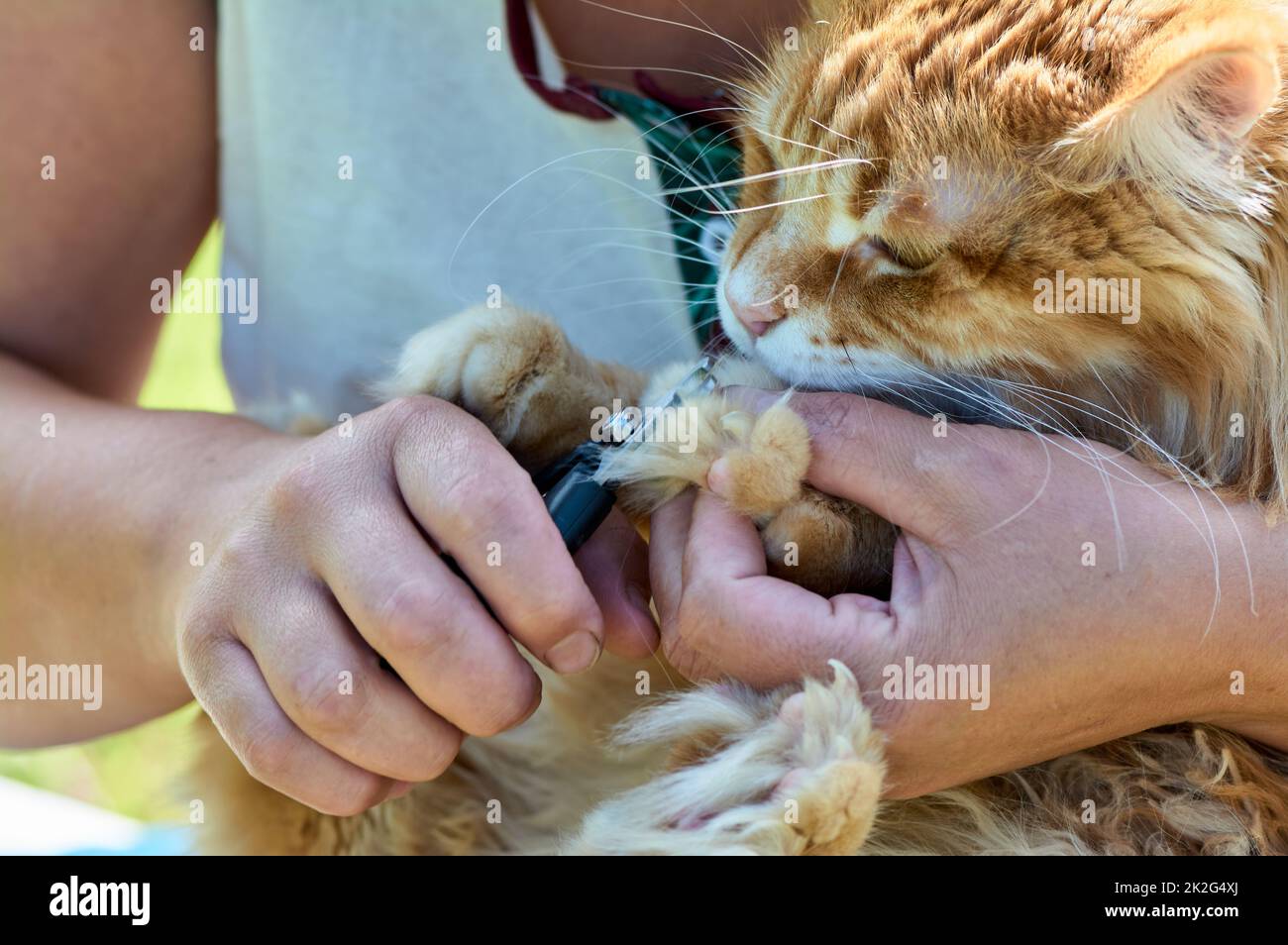 Claw cutter hi-res stock photography and images - Alamy