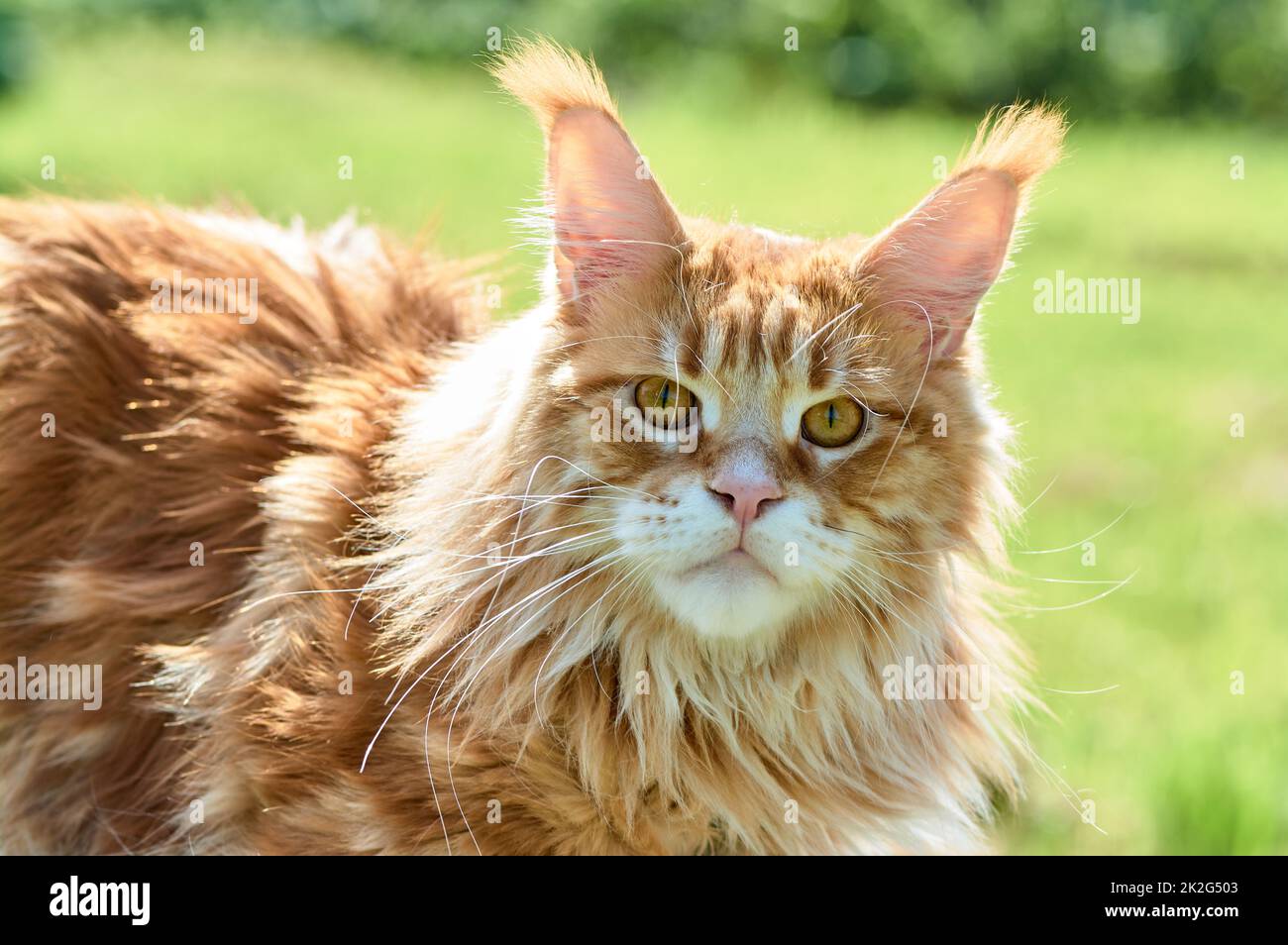 Meikun hi-res stock photography and images - Alamy