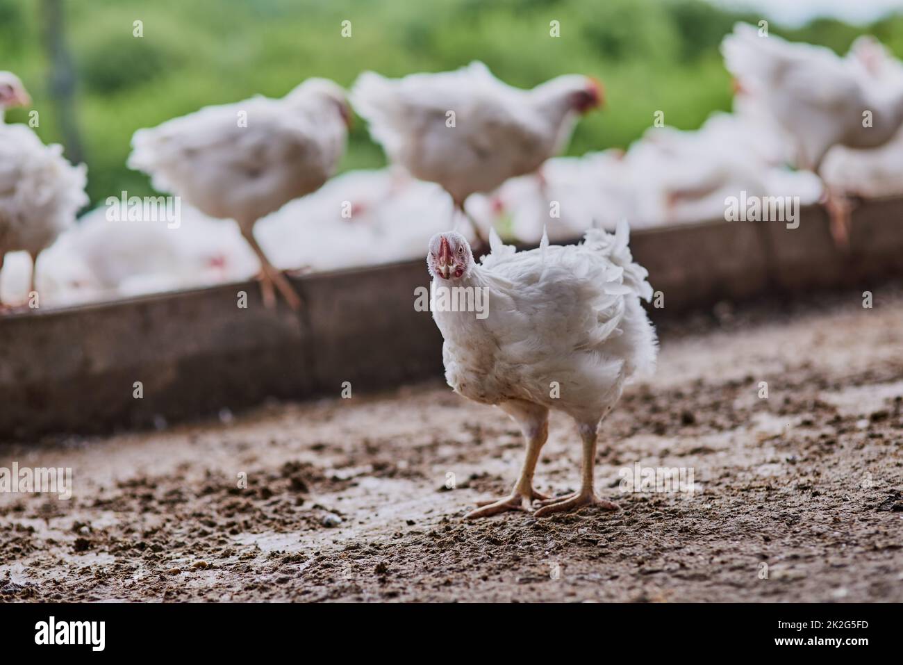 Is there something you need to tell me. Shot of a flock of chickens ...