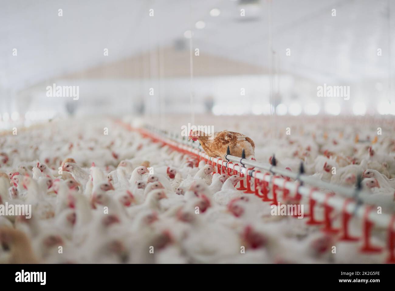 Large industrial farm animals hi-res stock photography and images - Alamy