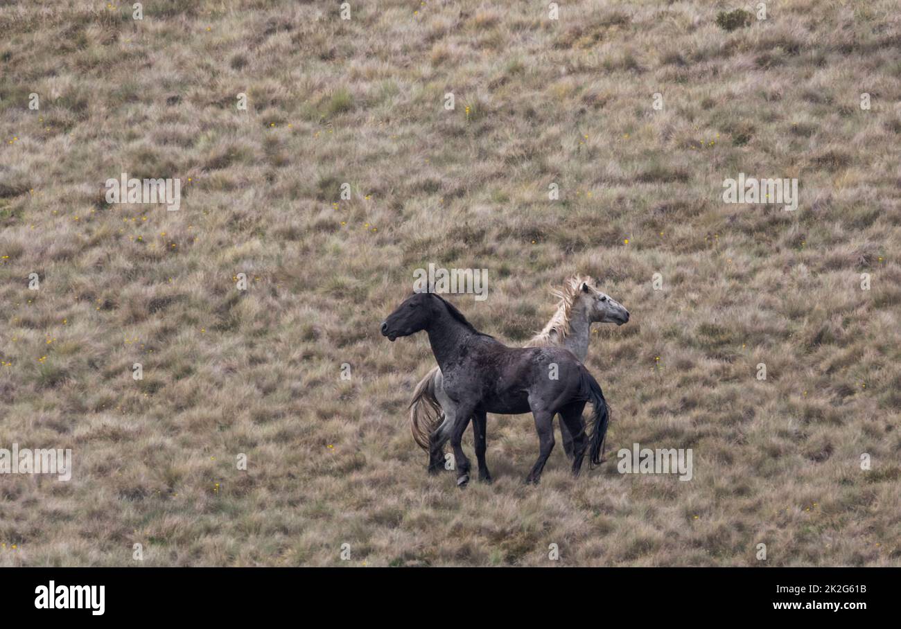 Brumbies of Australia Stock Photo - Alamy