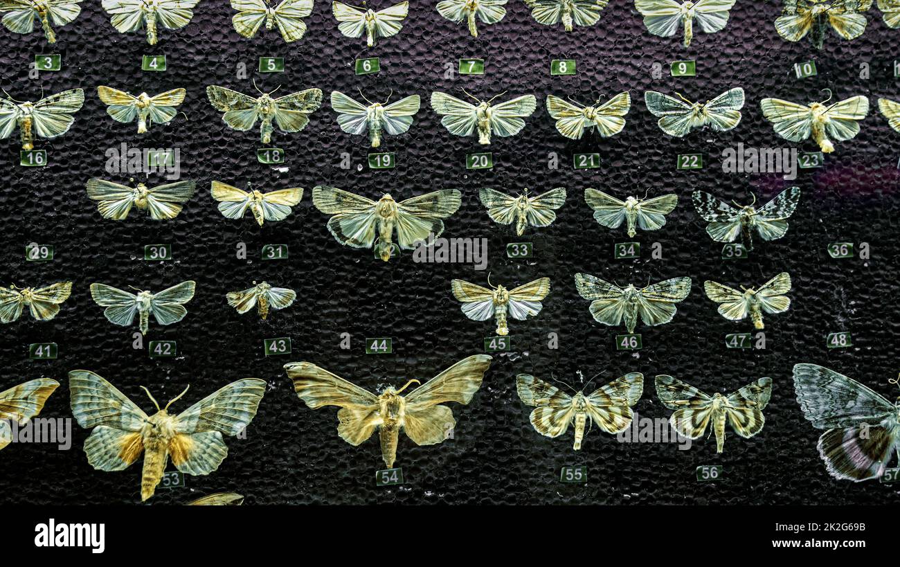 butterflies behind glass. large collection of dried butterflies Stock ...
