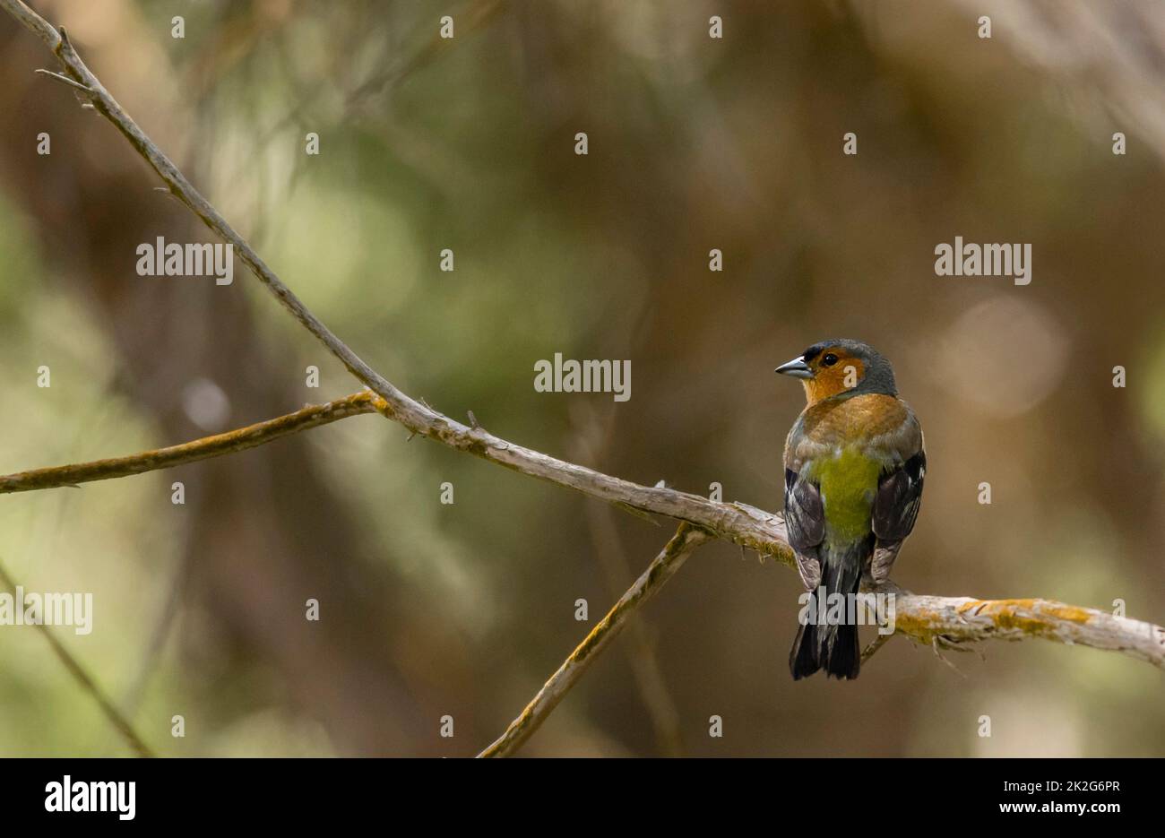 Basking birds hi-res stock photography and images - Alamy