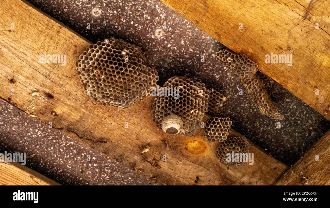 Wasp nests under the roof of the house close-up Stock Photo - Alamy
