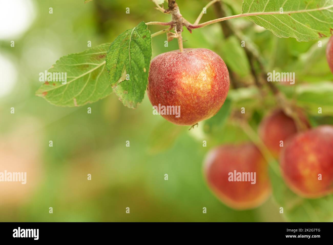 Why not enjoy natures bounty. Bright red apples hanging on a branch in ...