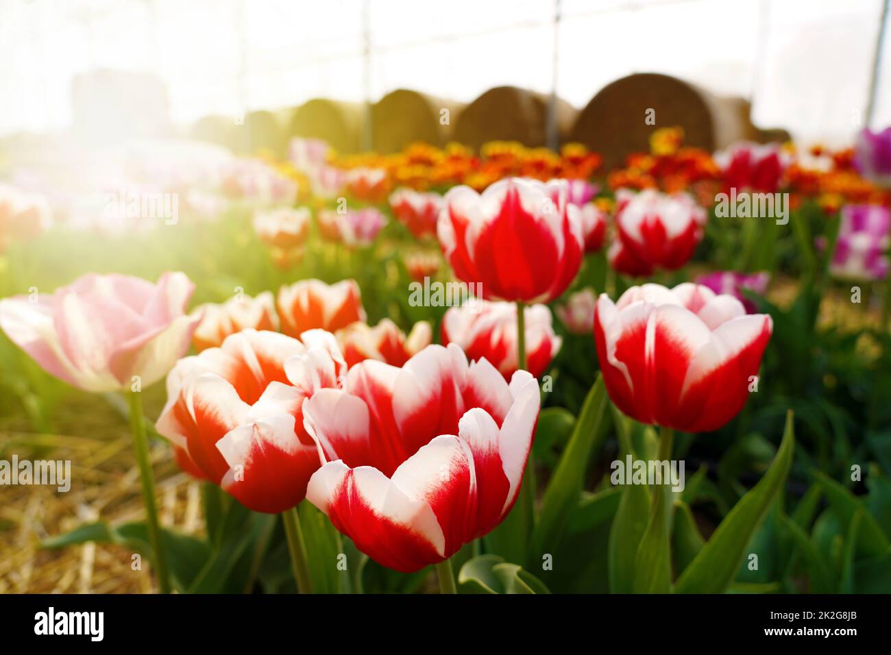 Colorful tulips grow and bloom in fields on spring time Stock Photo - Alamy