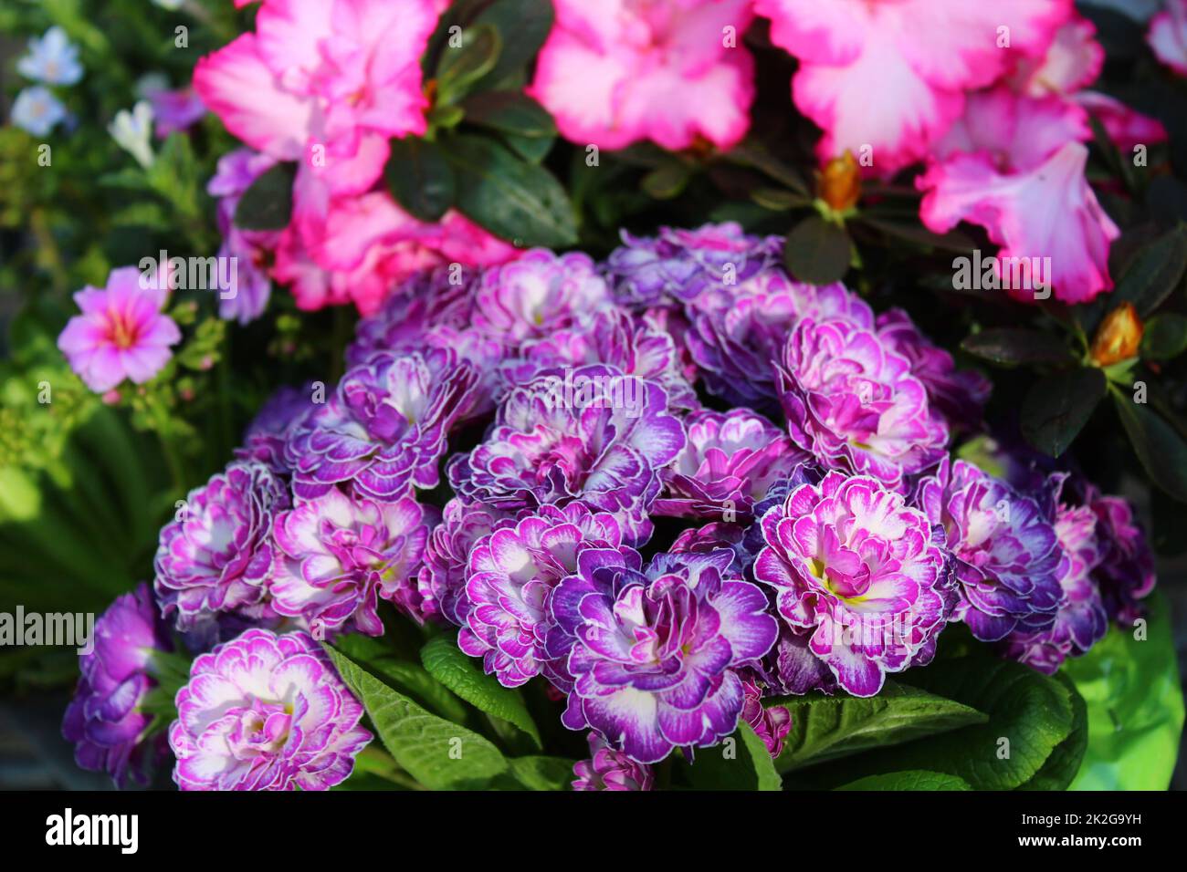 Tree primrose hi-res stock photography and images - Alamy