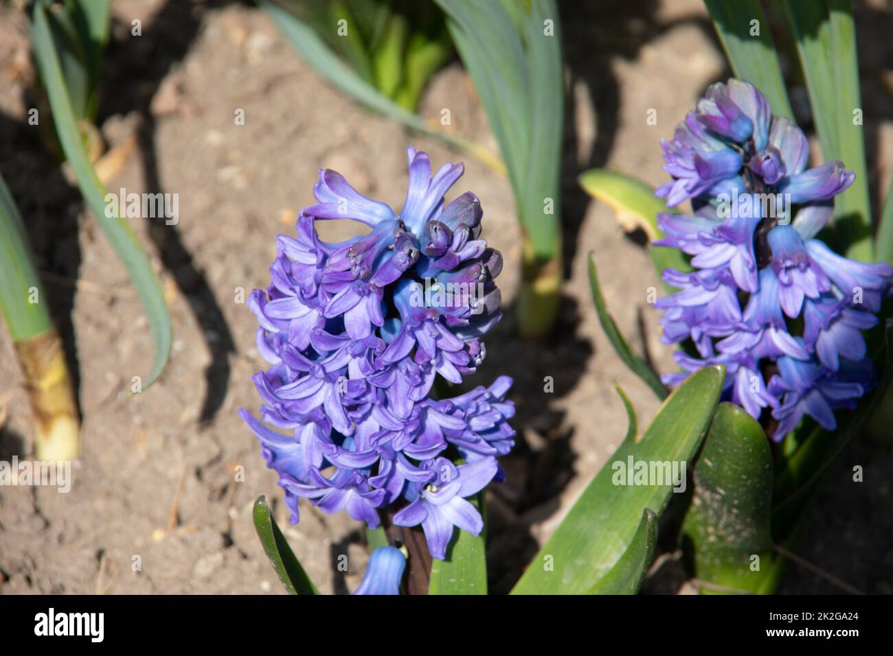 Orange hyacinth hi-res stock photography and images - Alamy