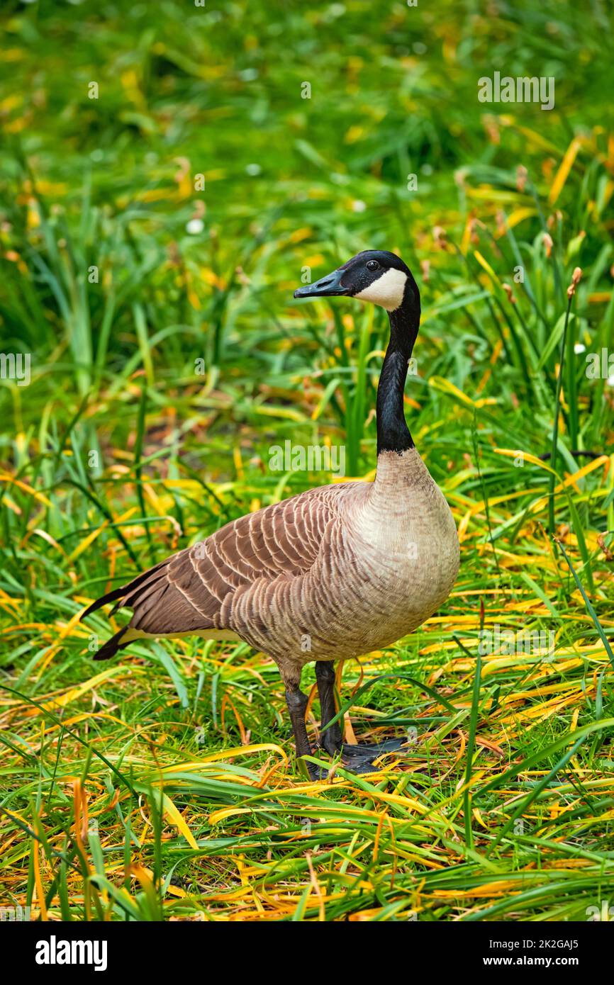 Goose grass hi-res stock photography and images - Alamy