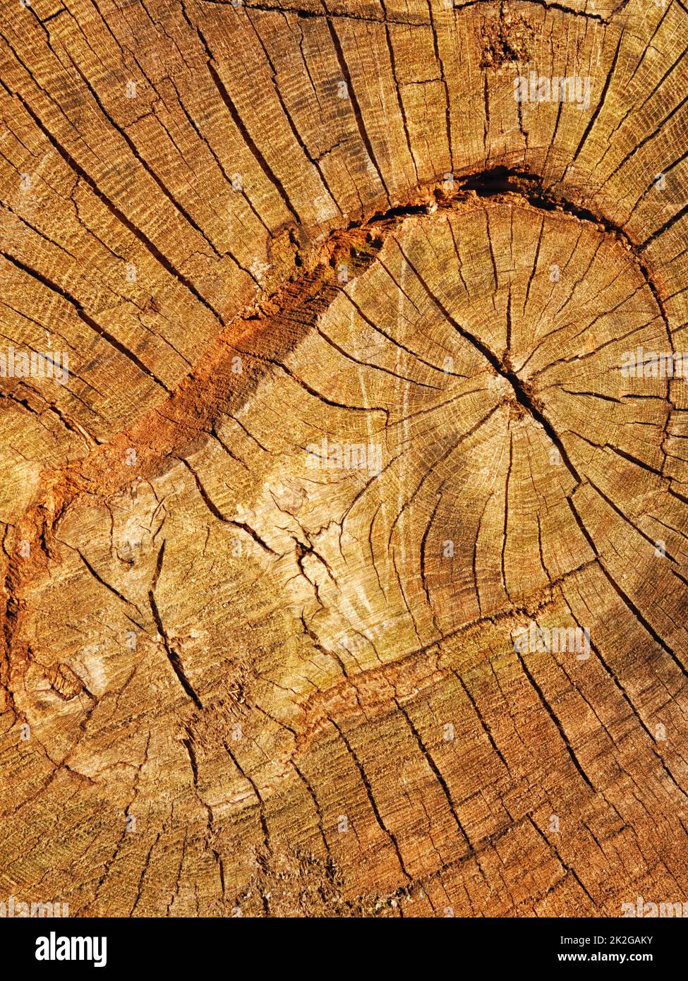 Wood - closeup and texture, ideal as a background with copy space Stock ...