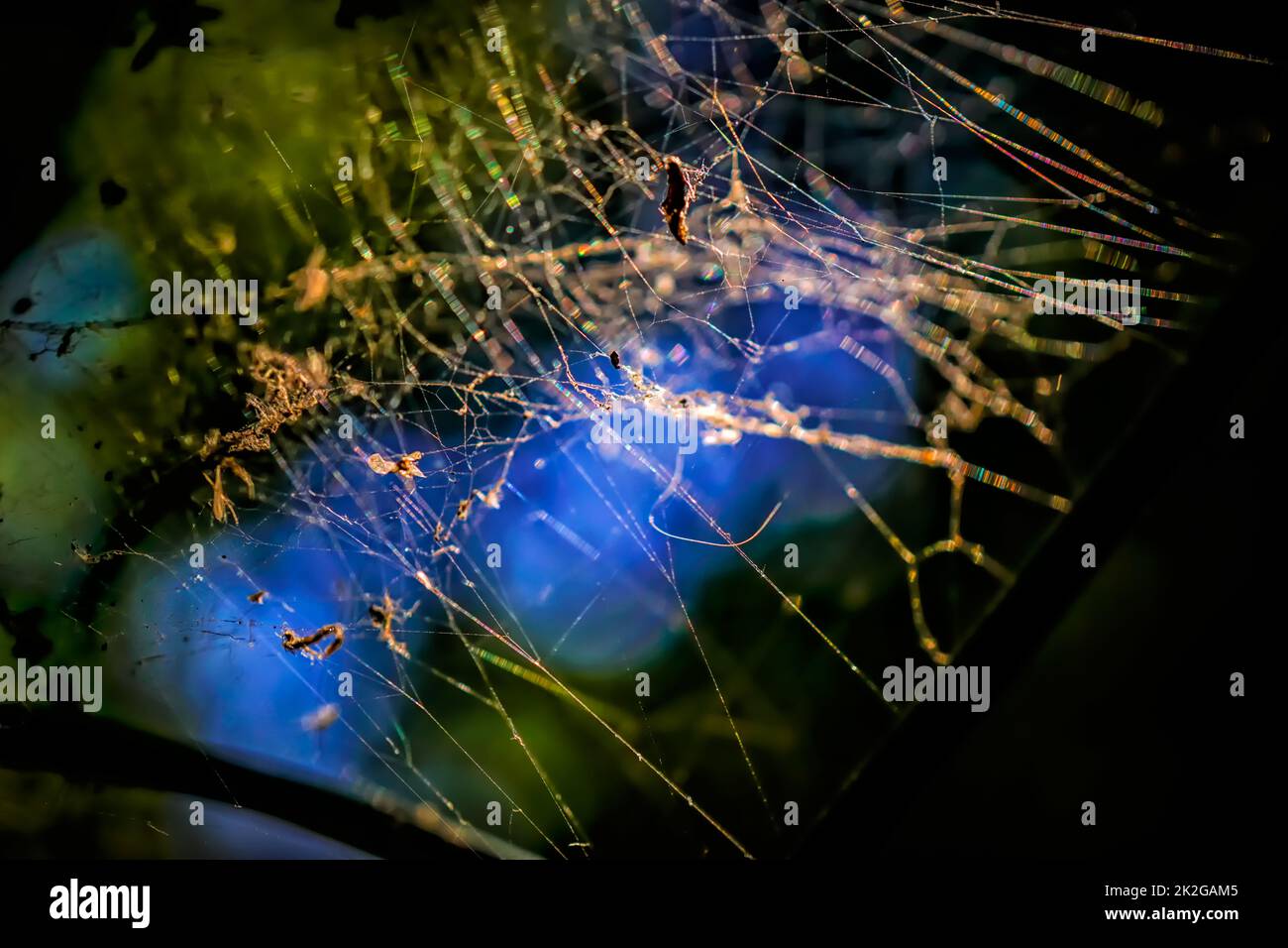 Cobweb, close-up and details of the threads of a cobweb Stock Photo - Alamy