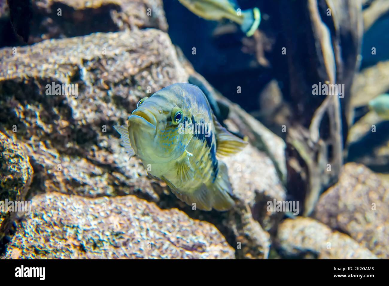 Portrait of a fish hi-res stock photography and images - Alamy