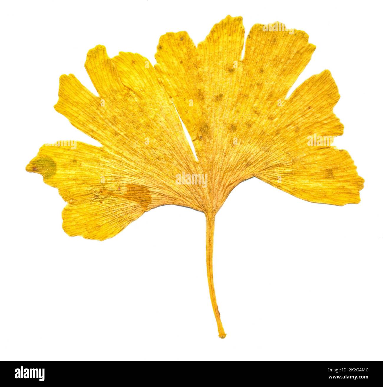 Yellow Ginkgo (Ginkgo biloba) leaf against white background with copy ...