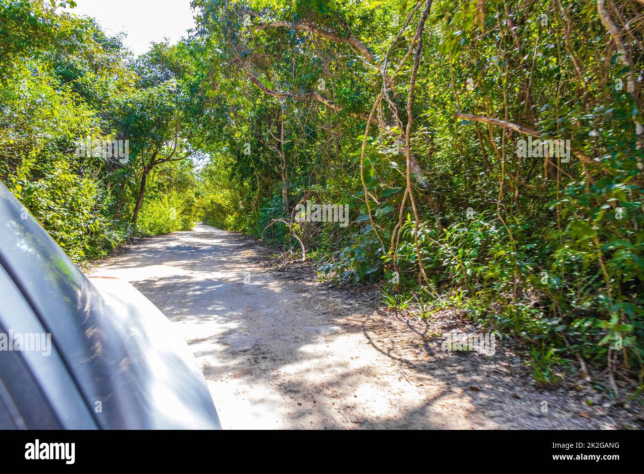 Driving on gravel path road in Tulum jungle nature Mexico Stock Photo ...