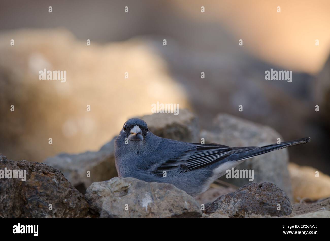 Tenerife blue chaffinch Stock Photo - Alamy
