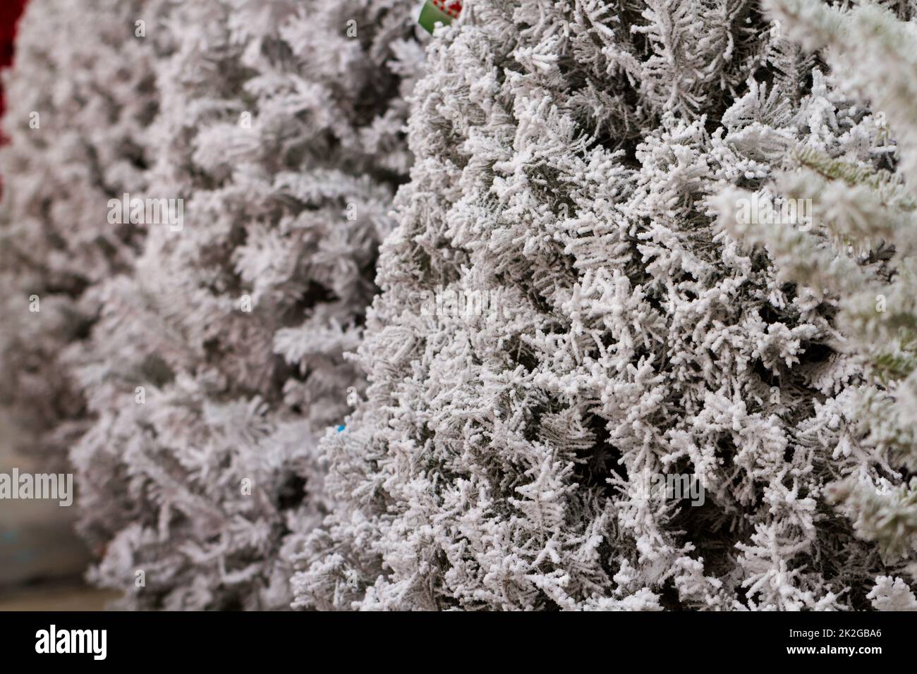 Flocked Christmas Tree Stock Photo - Alamy
