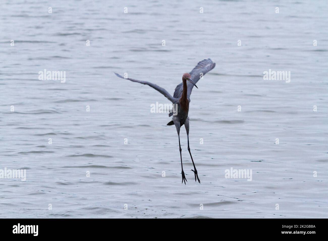 Raddish animals hi-res stock photography and images - Alamy