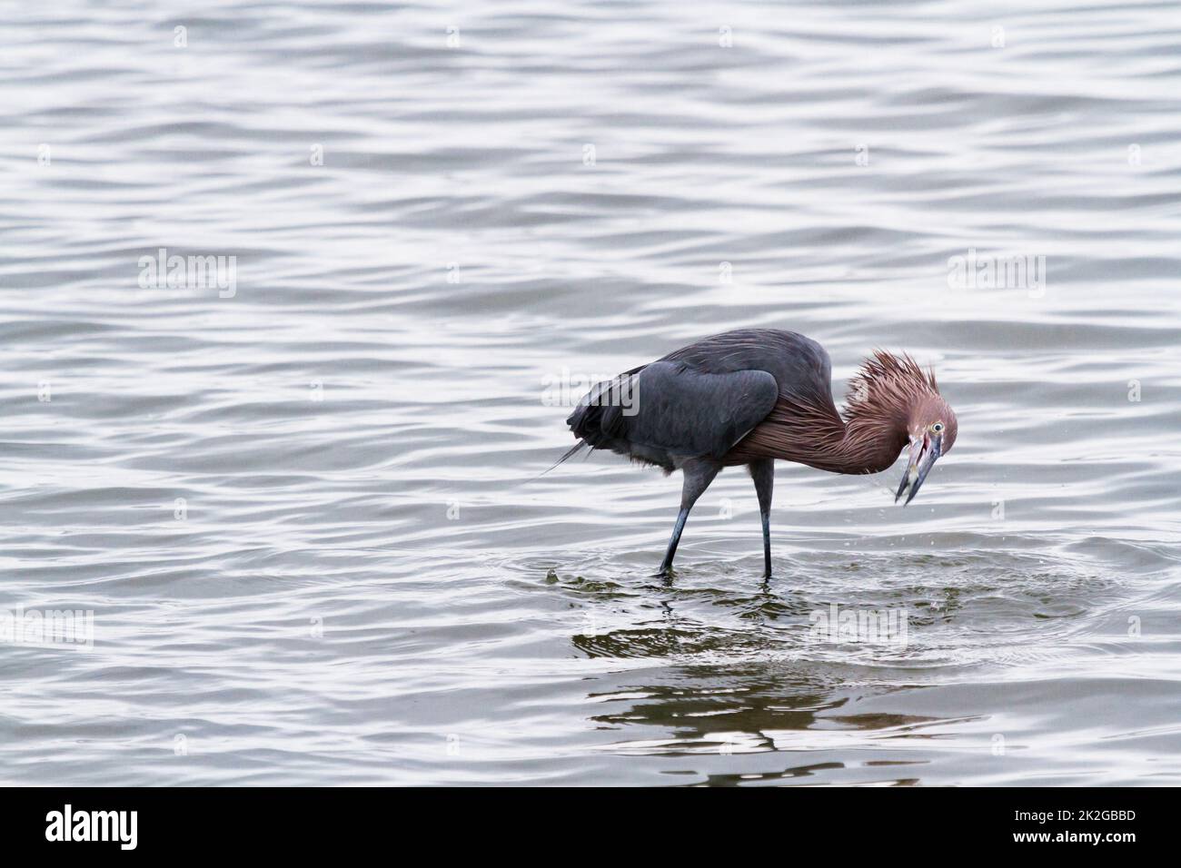 Raddish animals hi-res stock photography and images - Alamy