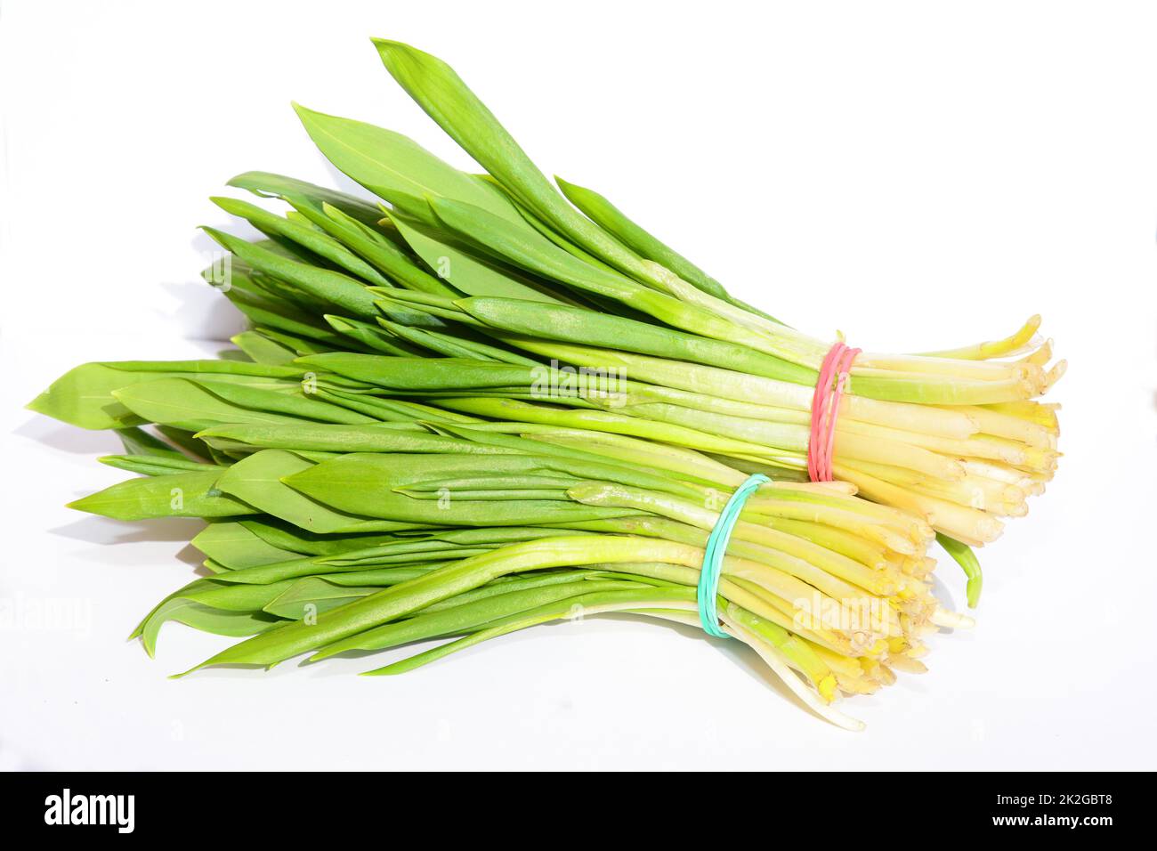 Allium ursinum – known as ramsons, buckrams, wild garlic, broad-leaved ...