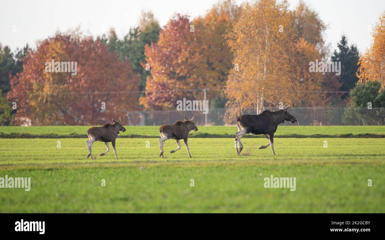 Elk running through a field with emerging grain in the fall. Wild ...