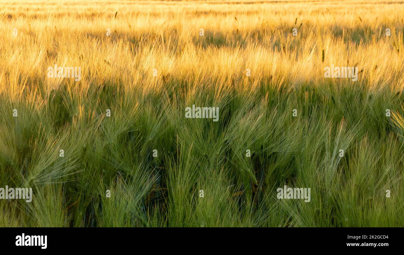 Golden barley field and sunset sky, landscape of agricultural grain ...