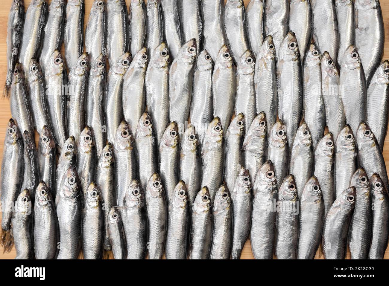 Fresh anchovies laid out in even rows. Top view of the catch of fish ...