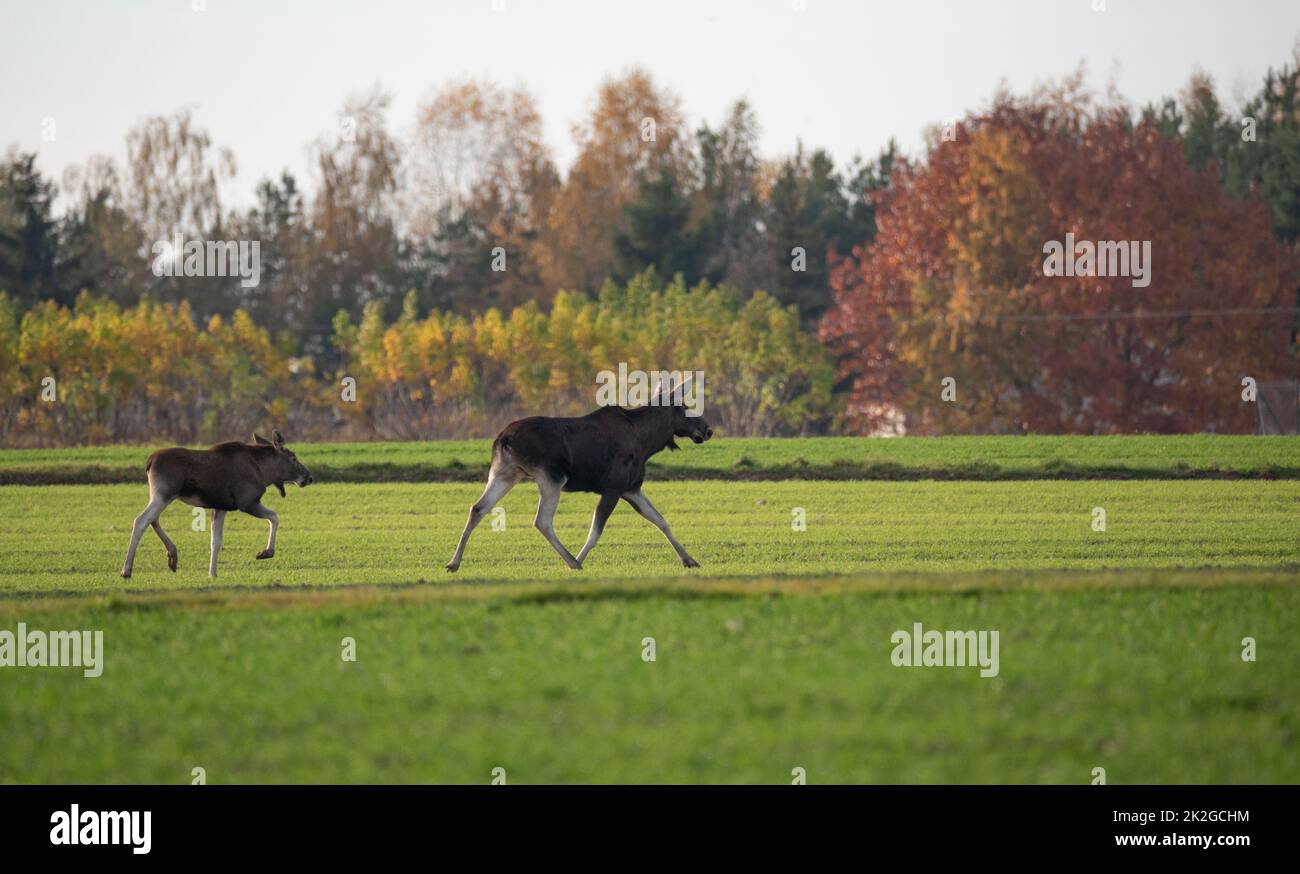 Elk running through a field with emerging grain in the fall. Wild ...