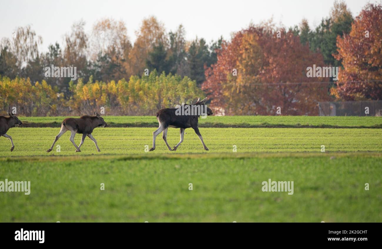 Elk running through a field with emerging grain in the fall. Wild ...