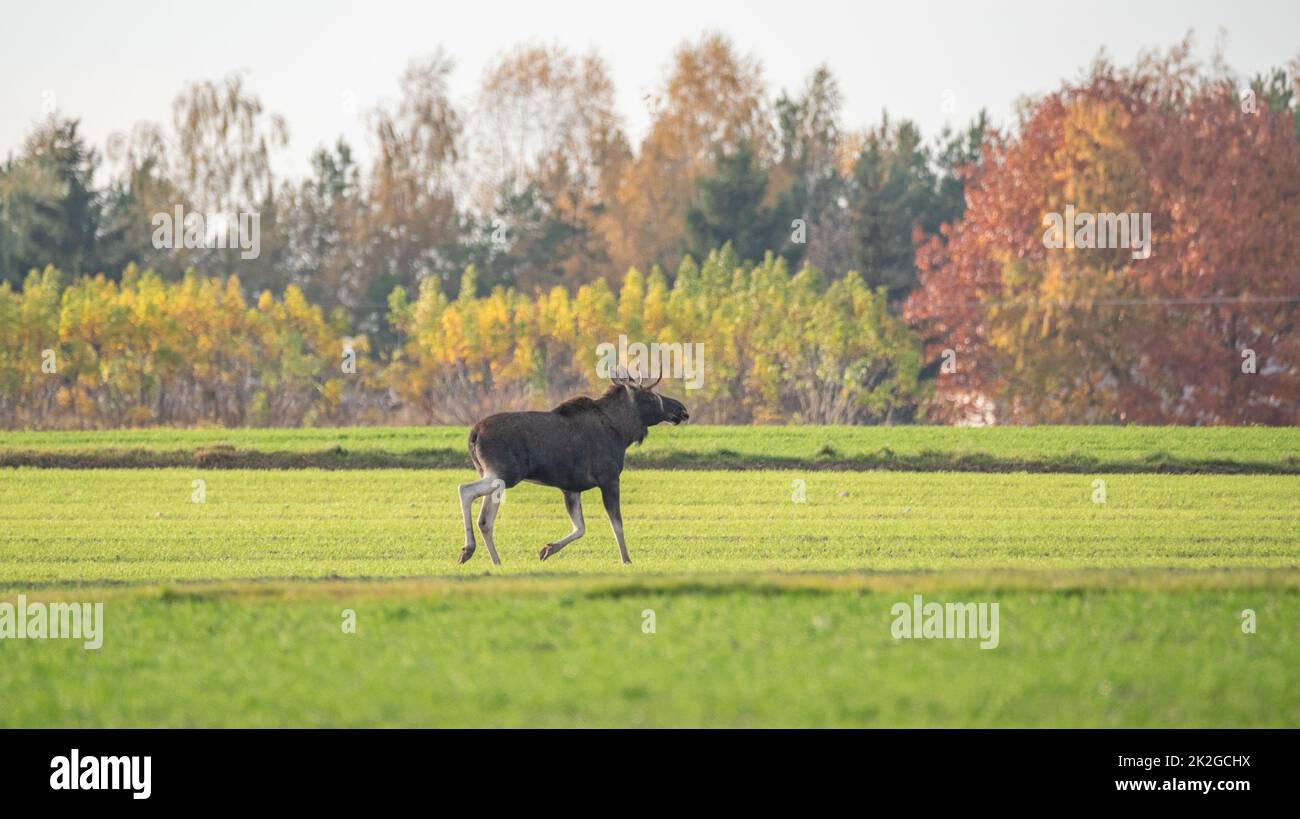 Elk running through a field with emerging grain in the fall. Wild ...
