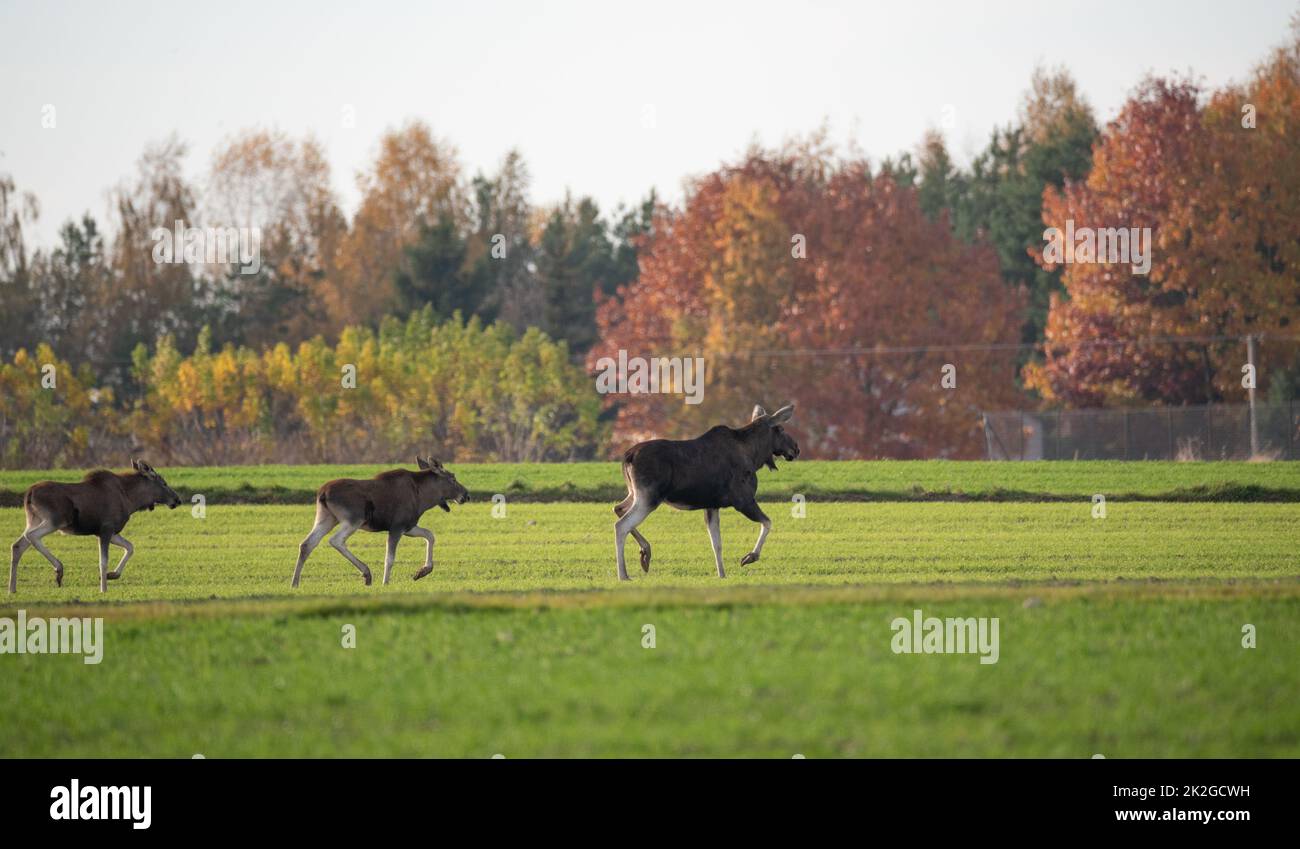 Elk running through a field with emerging grain in the fall. Wild ...