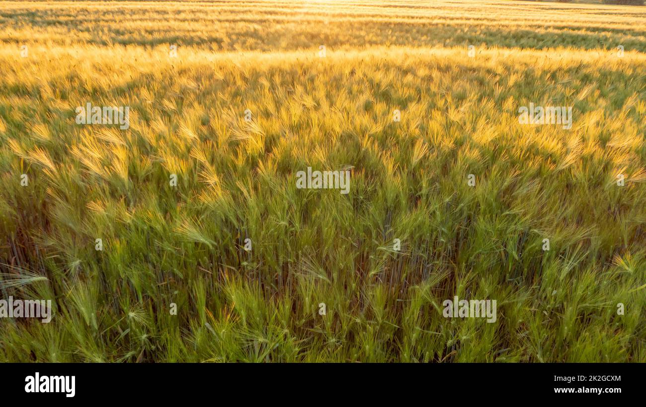 Golden barley field and sunset sky, landscape of agricultural grain ...