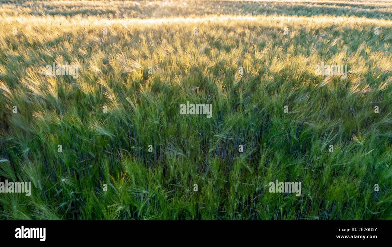Golden barley field and sunset sky, landscape of agricultural grain ...