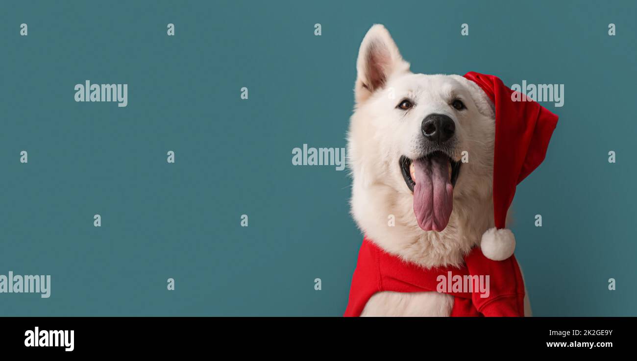 Cute white dog in Santa hat on blue background with space for text ...
