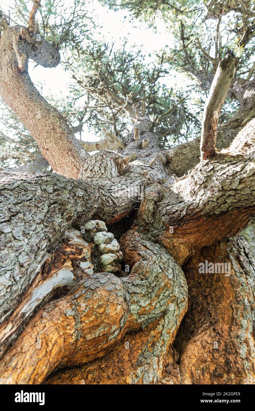 Ancient thousand-year-old stone pine in engadine valley Switzerland ...