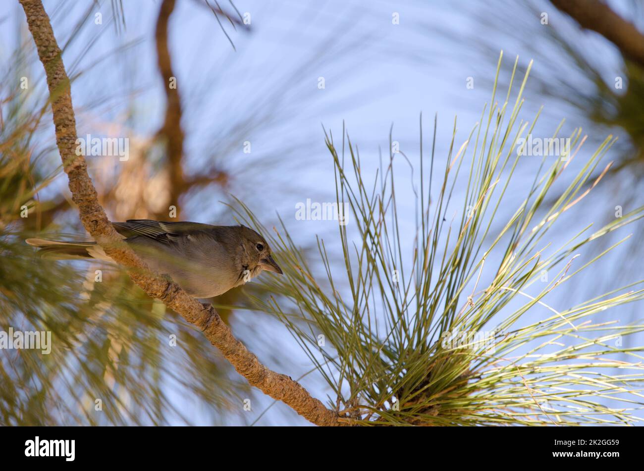 Tenerife blue chaffinch Stock Photo - Alamy